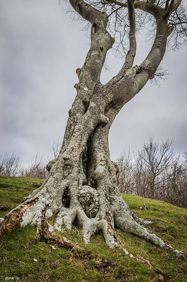 lichen on beech trees
